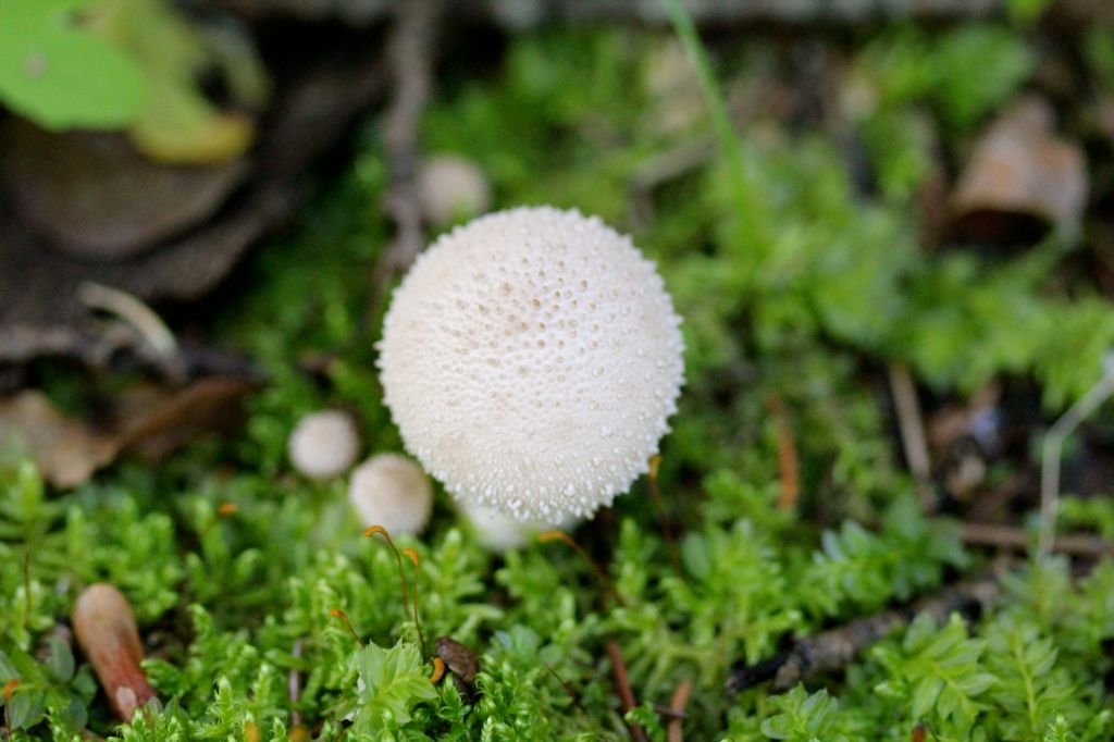 Gem-Studded Puffball (Lycoperdon perlatum)… A Wild Mushroom Taste Test ...
