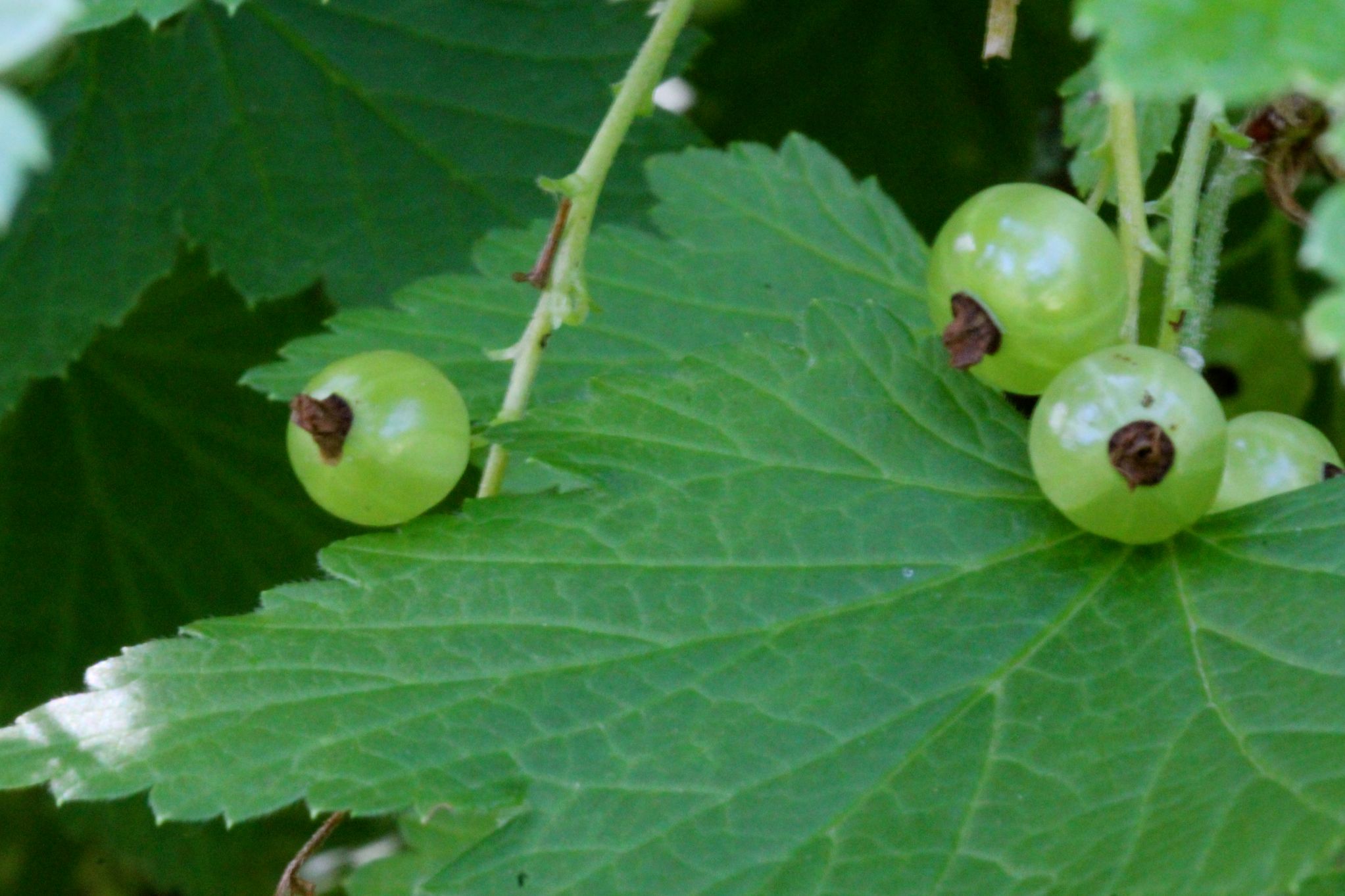 Canada Gooseberry | cabinorganic