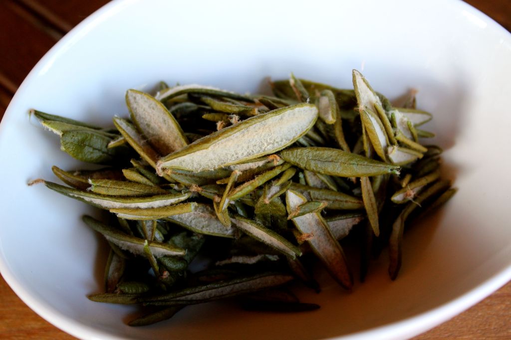 Labrador tea (Rhododendron groenlandicum, Rhododendron tomentosum ...