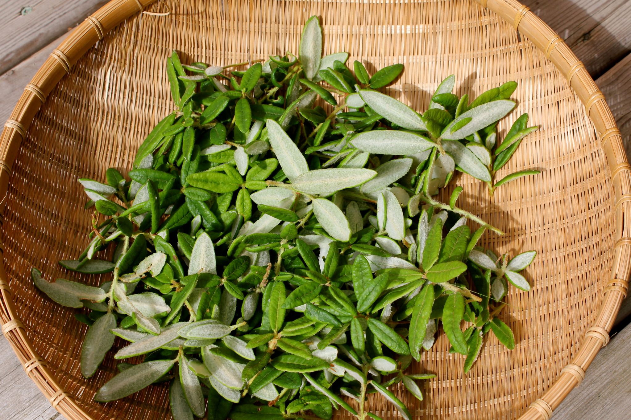 Labrador tea | cabinorganic
