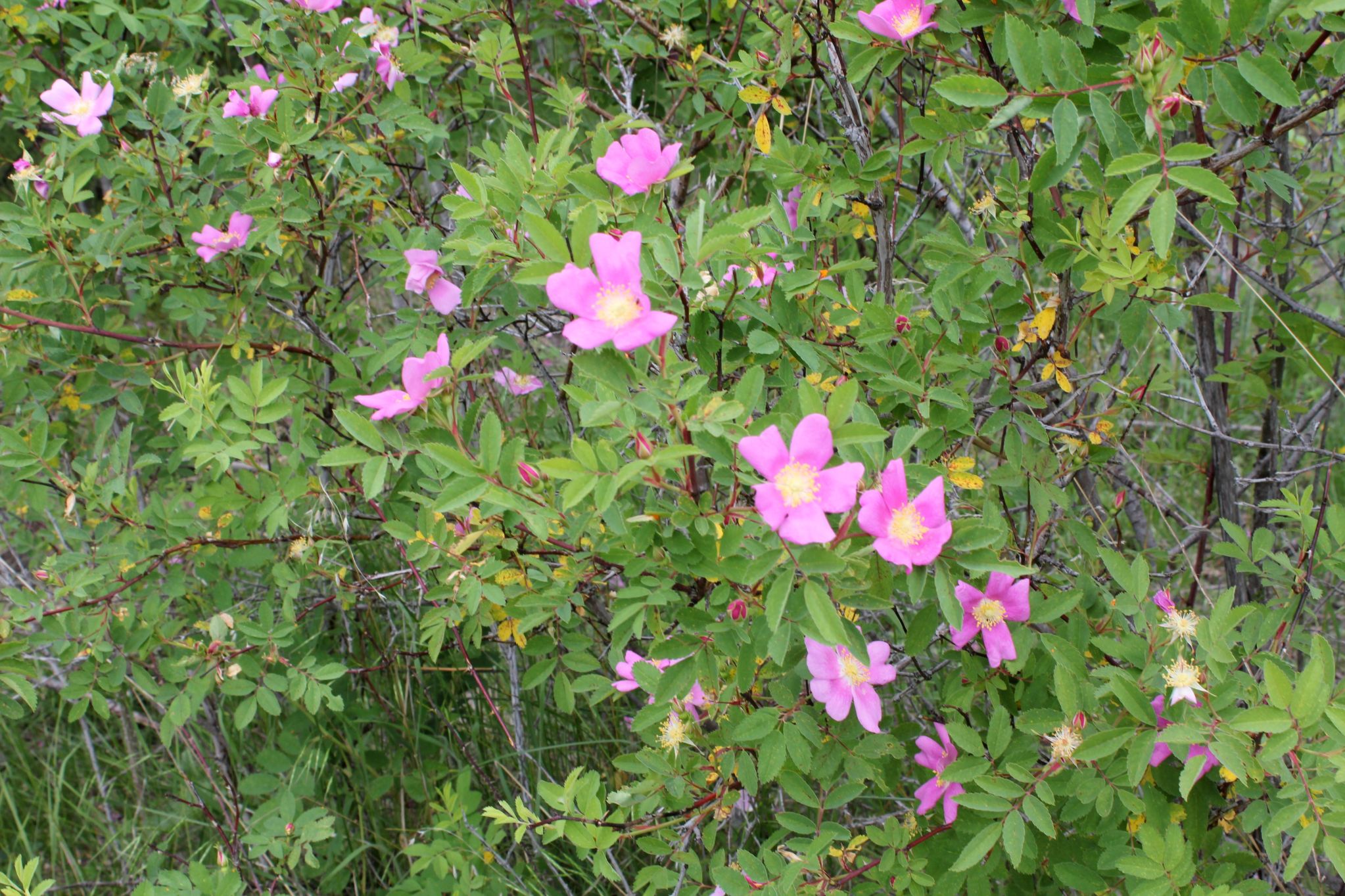 wild rose petals (Rose acicularis) | cabinorganic