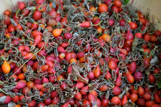 culinary uses of rosehips | cabinorganic