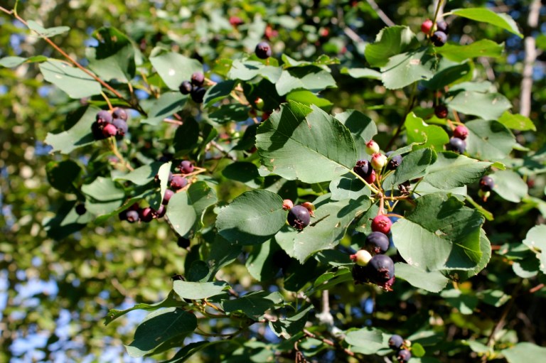 Saskatoon Berries | cabinorganic